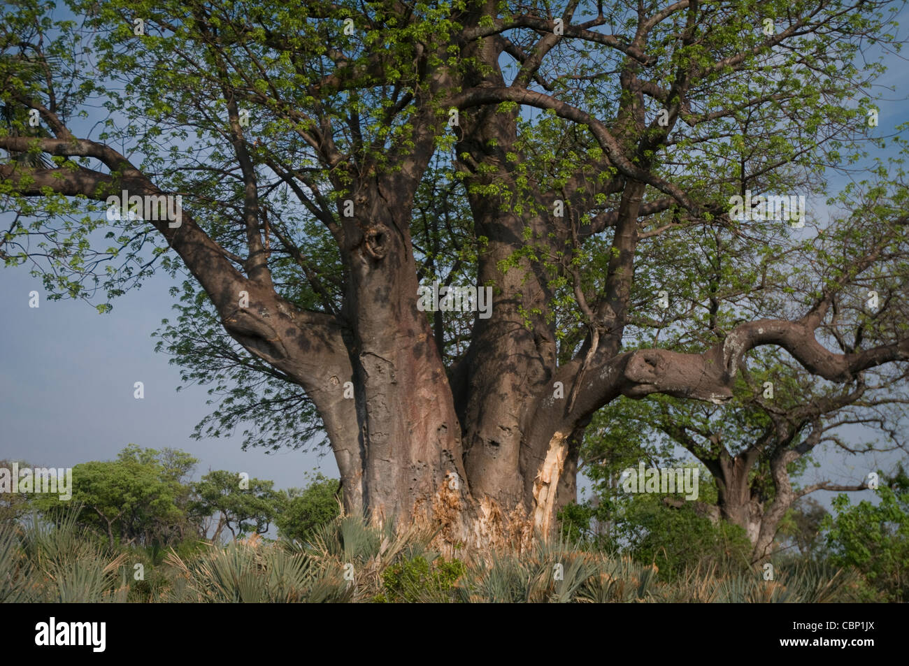 Africa Botswana Baobab tree and damage done by elephants on trunk Stock ...