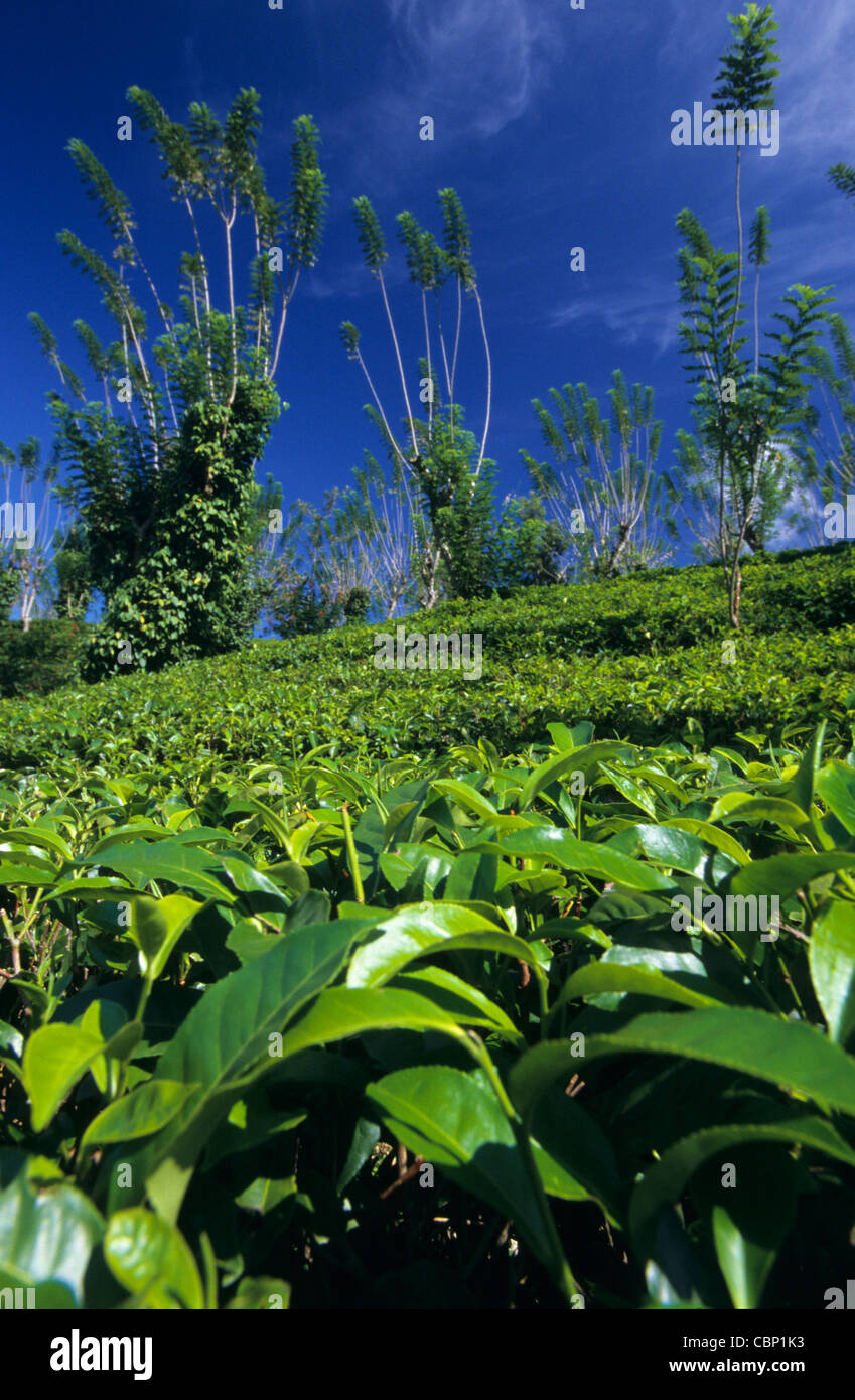 Tea plantation, surrounding of Kandy, Sri Lanka Stock Photo - Alamy