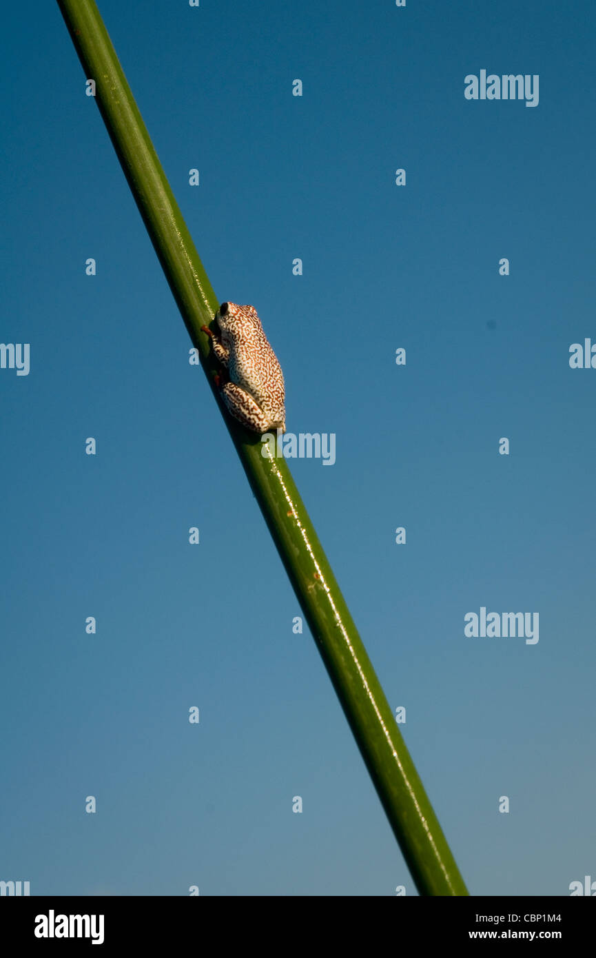 Africa Botswana Okavango Delta Golden Reed-frog Stock Photo - Alamy