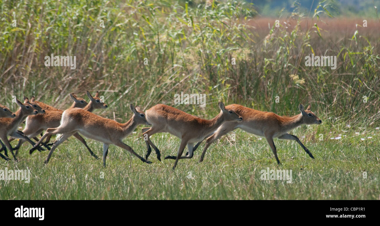 Female red lechwe hi-res stock photography and images - Alamy