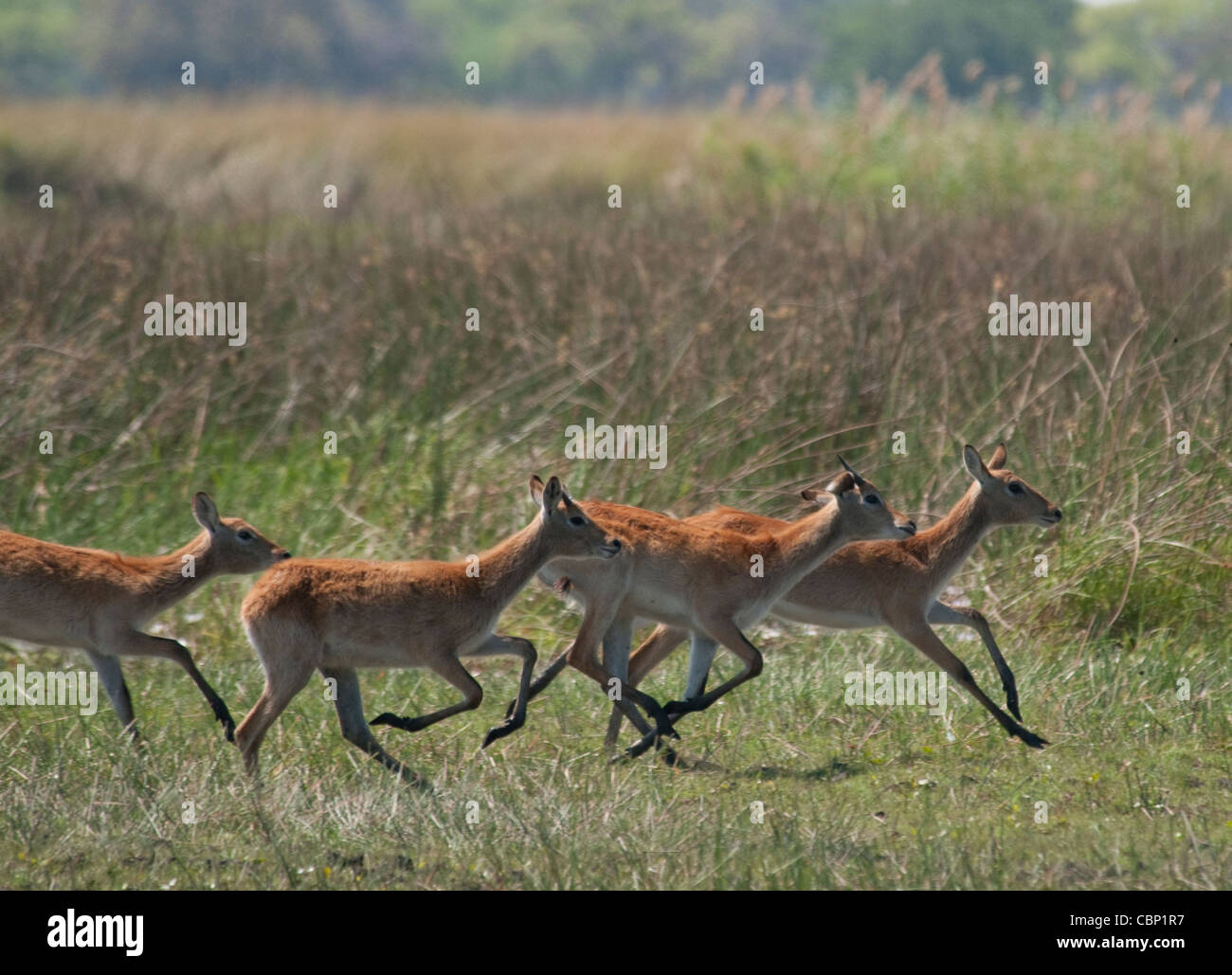 Africa Botswana Okavango Delta Red Lechwe running Stock Photo - Alamy