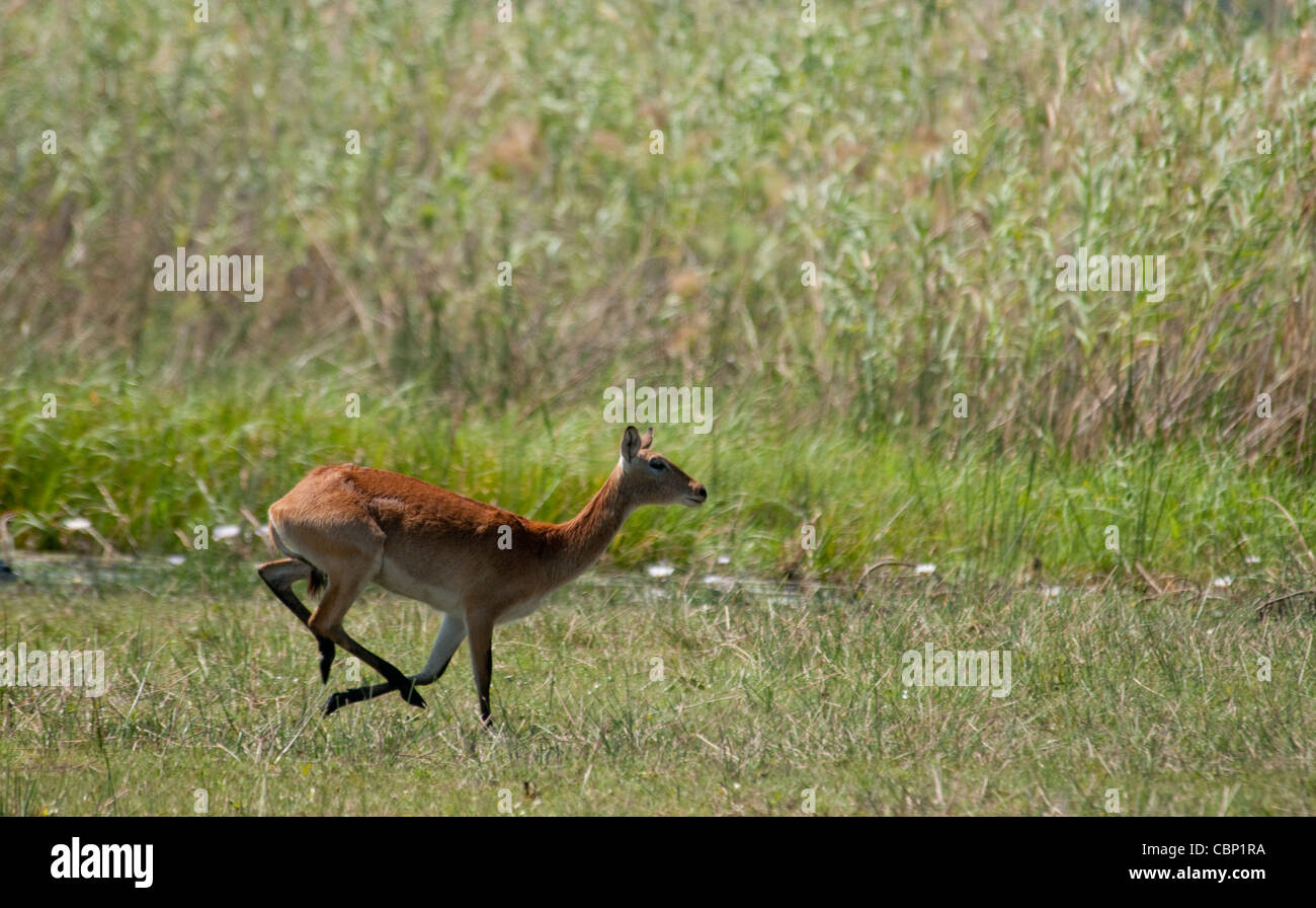 Africa Botswana Okavango Delta Red Lechwe running Stock Photo - Alamy