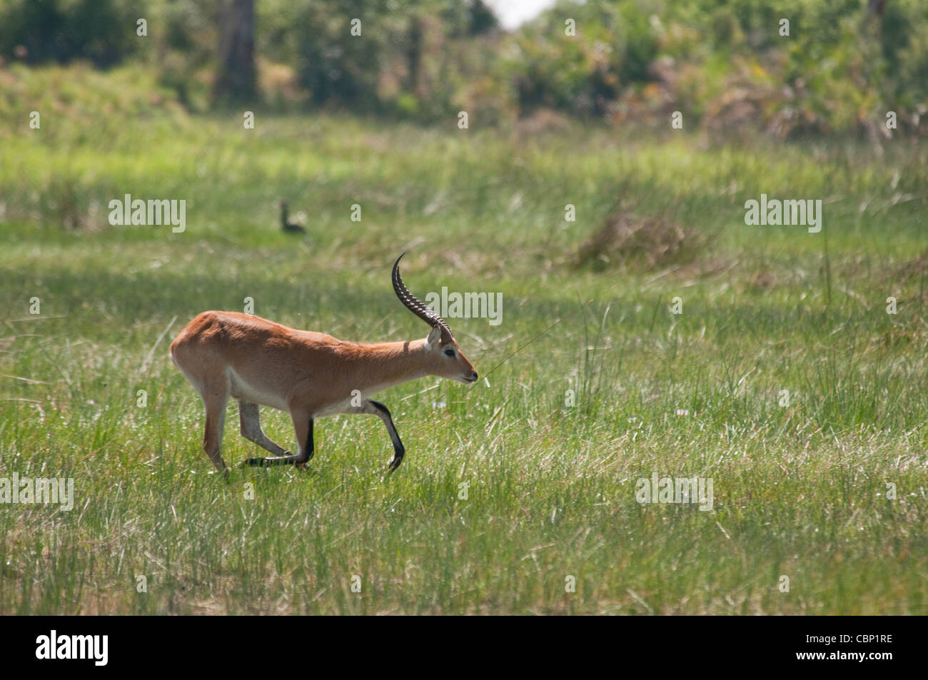 Africa Botswana Okavango Delta Red Lechwe buck running Stock Photo - Alamy