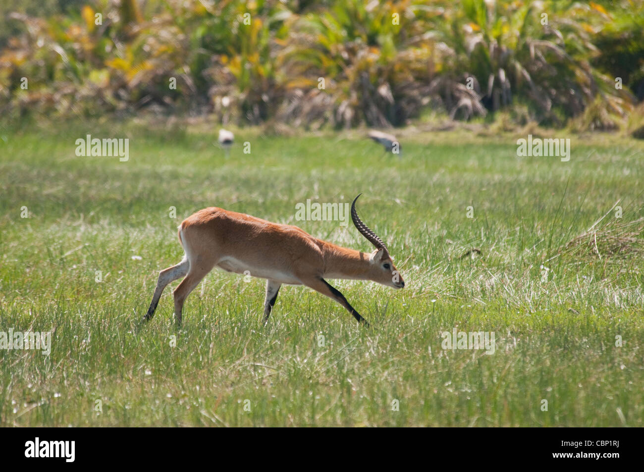 Africa Botswana Okavango Delta Red Lechwe buck running Stock Photo - Alamy