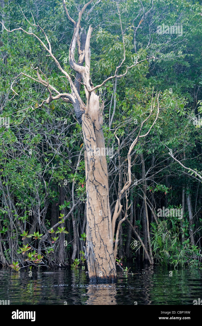 Brazil's Amazon River Basin has rock outcropping, fish nets and flooded ...