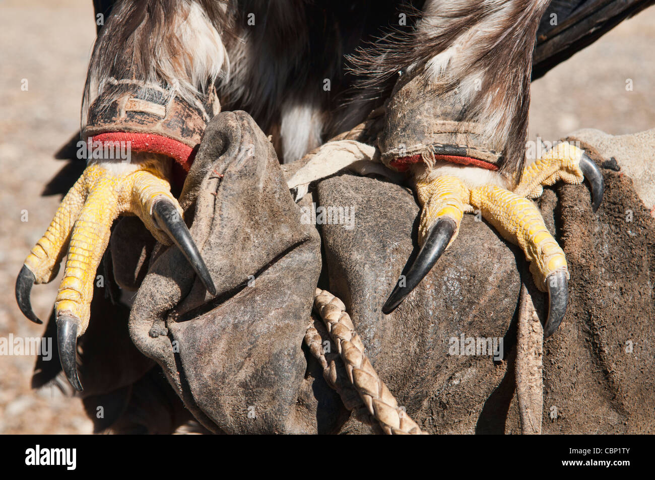 Eagle talons hi-res stock photography and images - Alamy