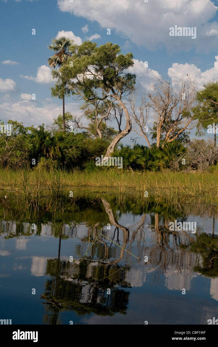Africa Botswana Okavango Delta Scenic of island and reflection Stock ...