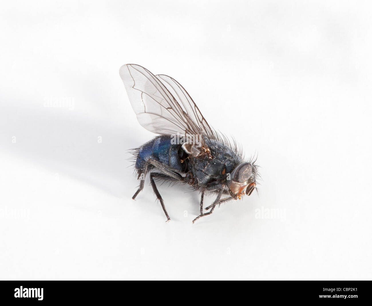 Close-up of dead bluebottle house fly (Musca domestica) against a white ...
