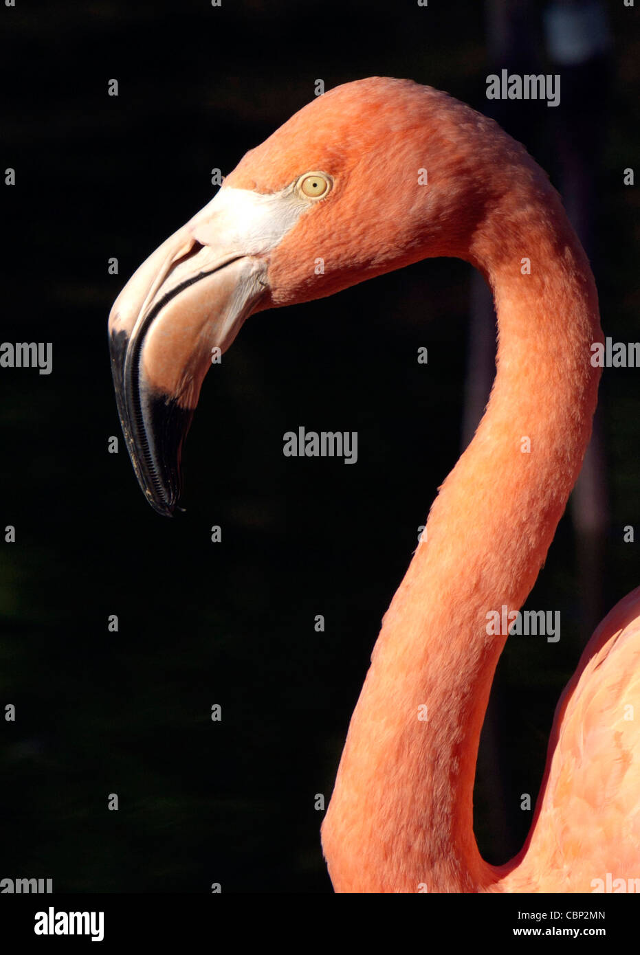 A wading bird of the genus phoenicopterus hi-res stock photography and ...