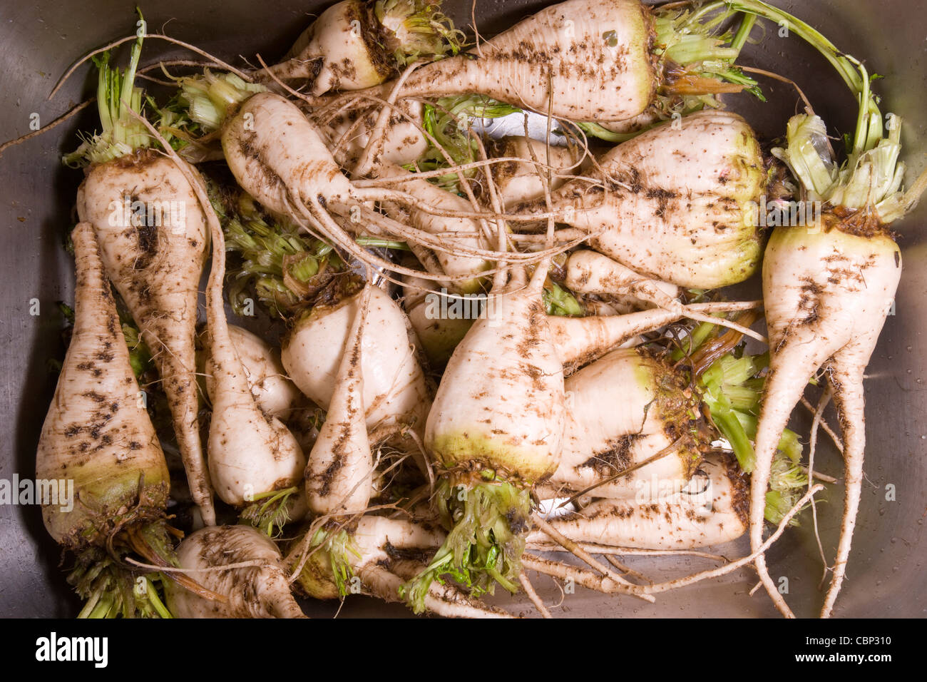 fresh harvested sugar beets "Beta vulgaris" in the kitchen sink Stock ...