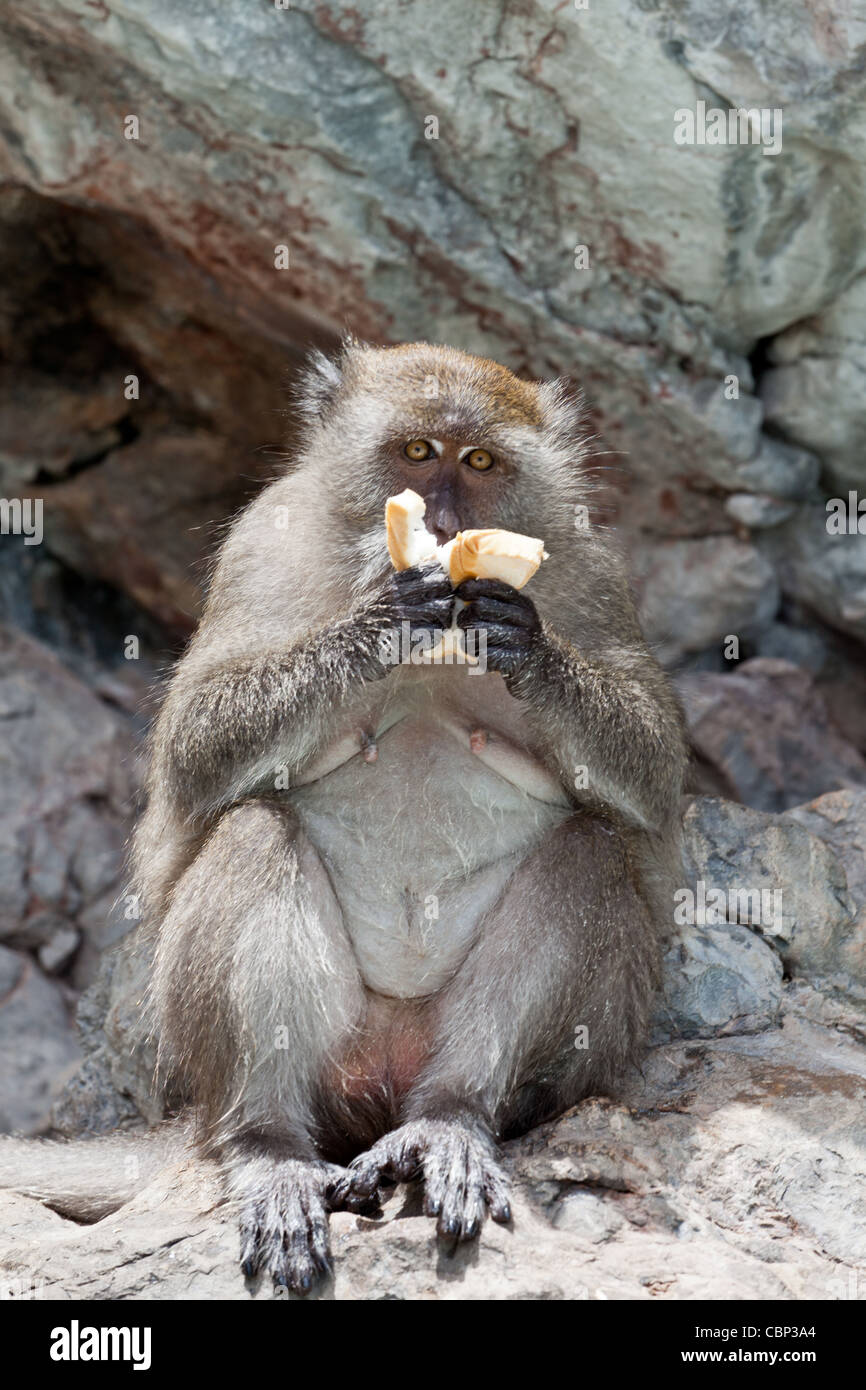 Monkey eating bread Stock Photo - Alamy