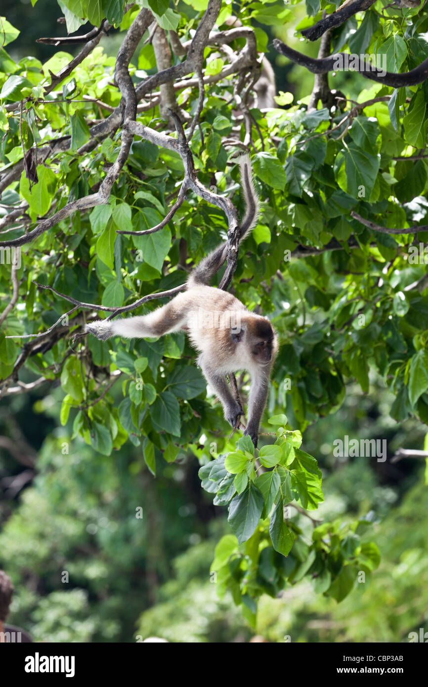 Macaque - Monkey Beach, Thailand Stock Photo - Alamy