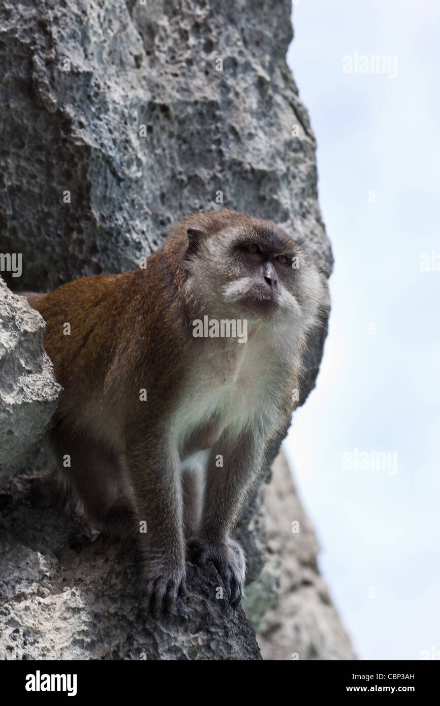 Macaque - Monkey Beach, Thailand Stock Photo - Alamy