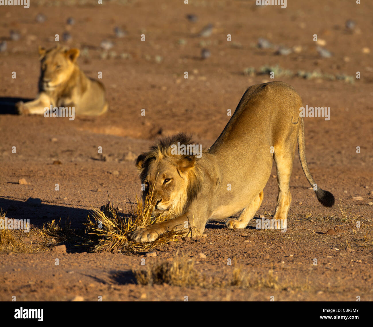 lion male stretching Stock Photo - Alamy