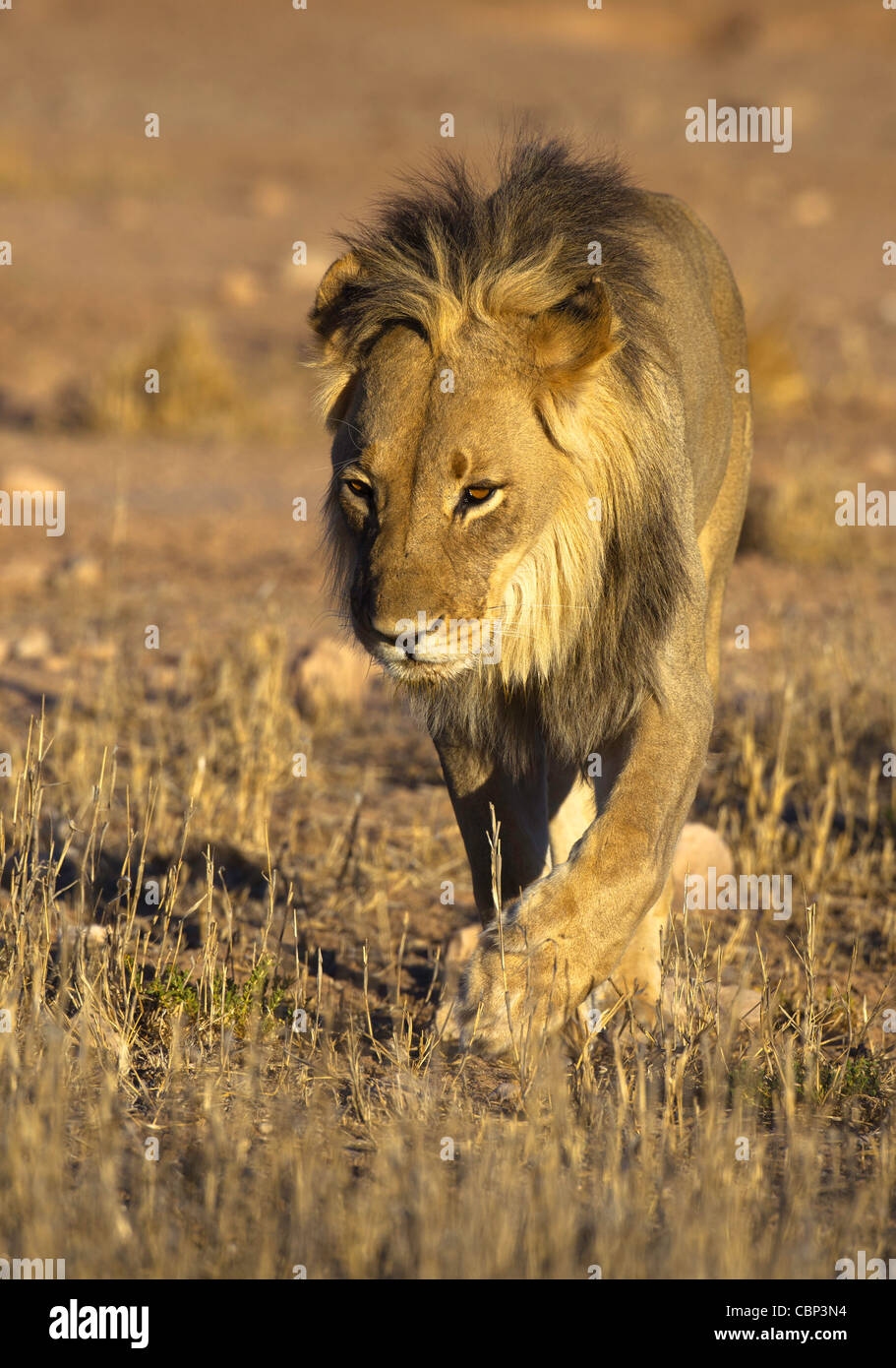 lion male young adult Stock Photo - Alamy