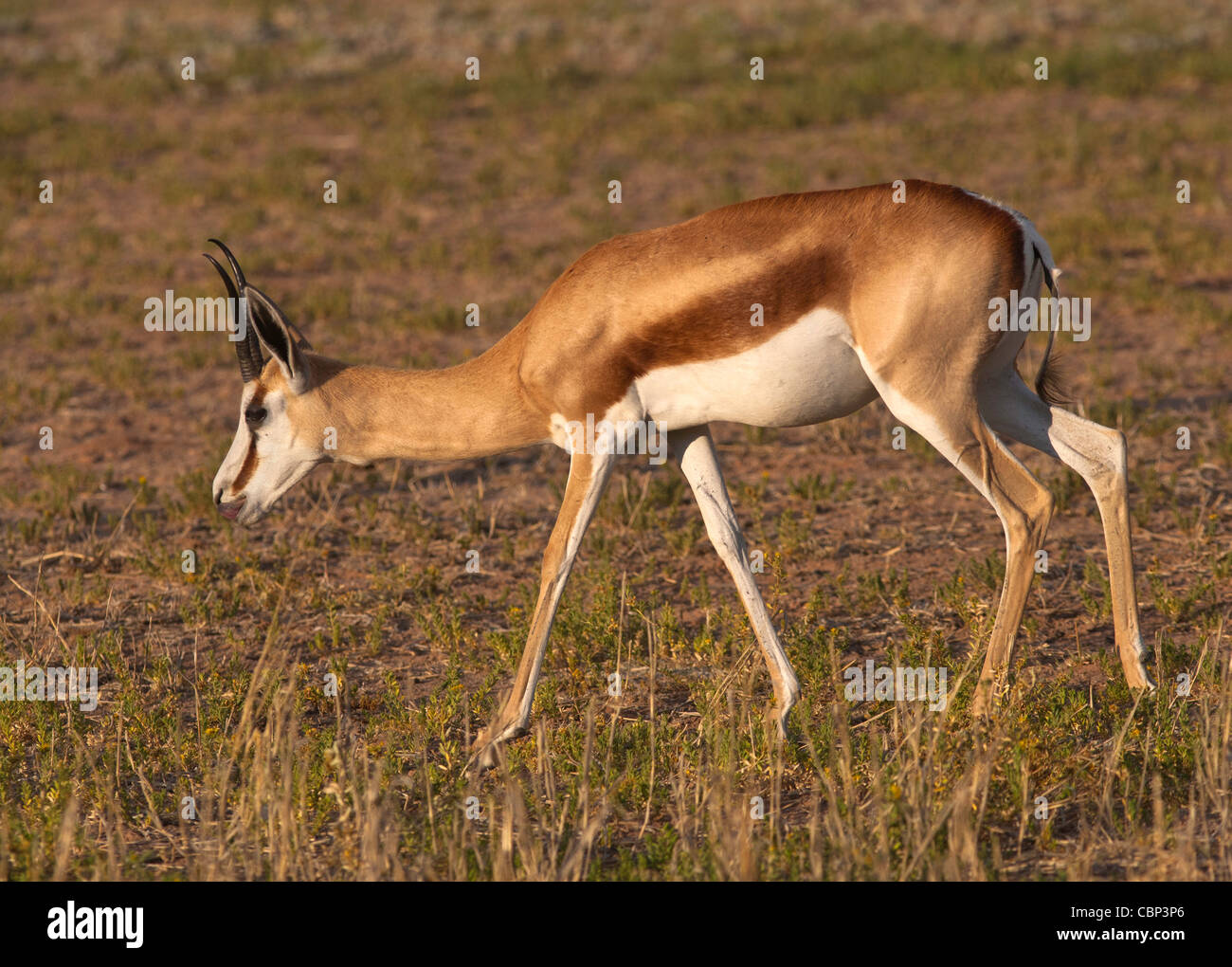 springbok licking lips Stock Photo - Alamy