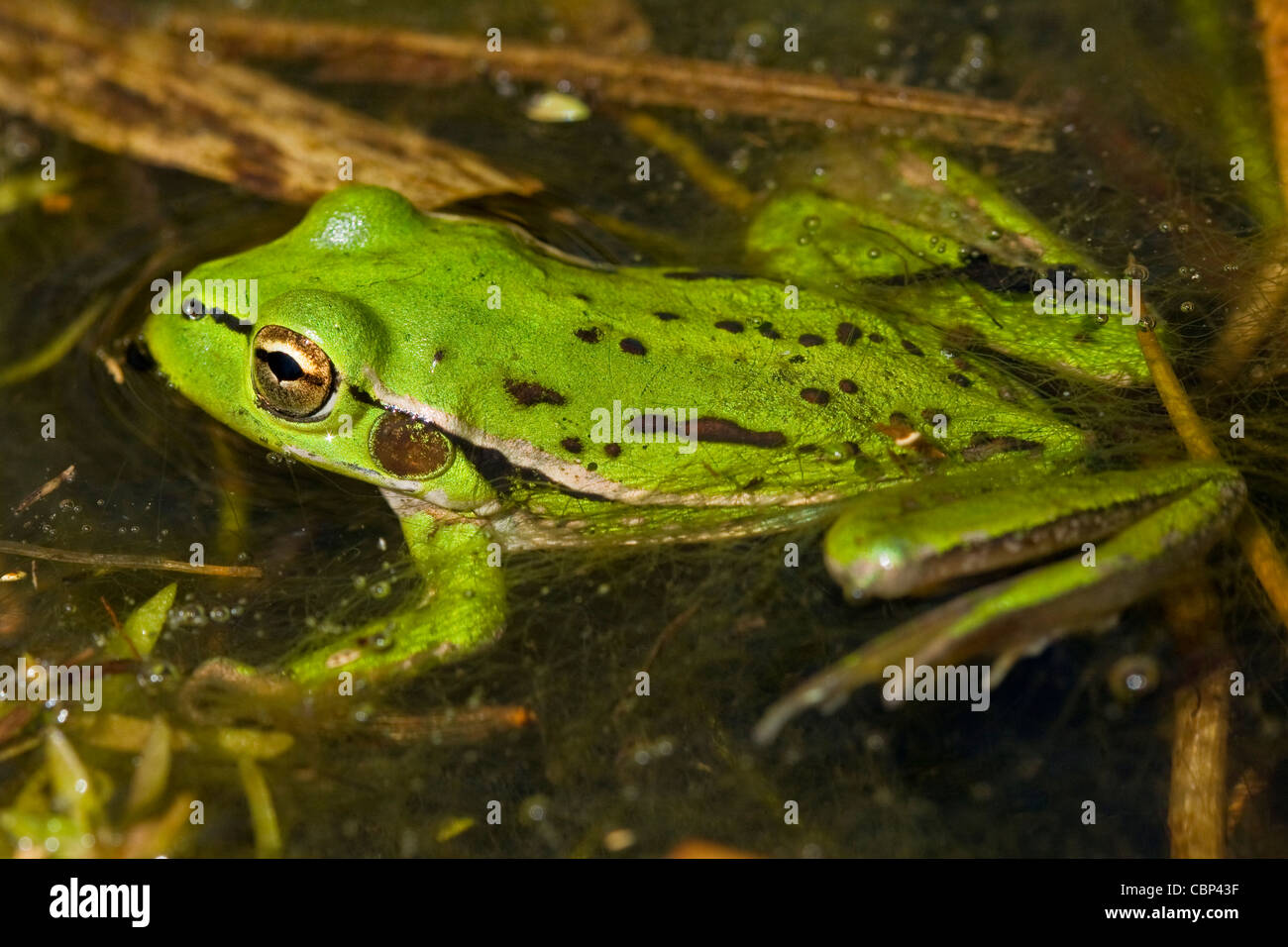 Green and gold frog ( Litoria raniformis ) in wetland lagoon Stock ...