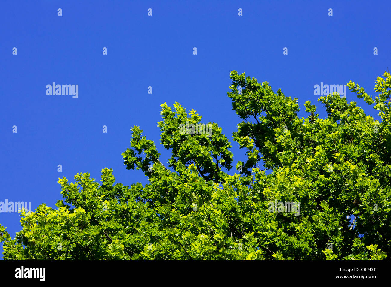 Oak tree leaves blue sky hi-res stock photography and images - Alamy