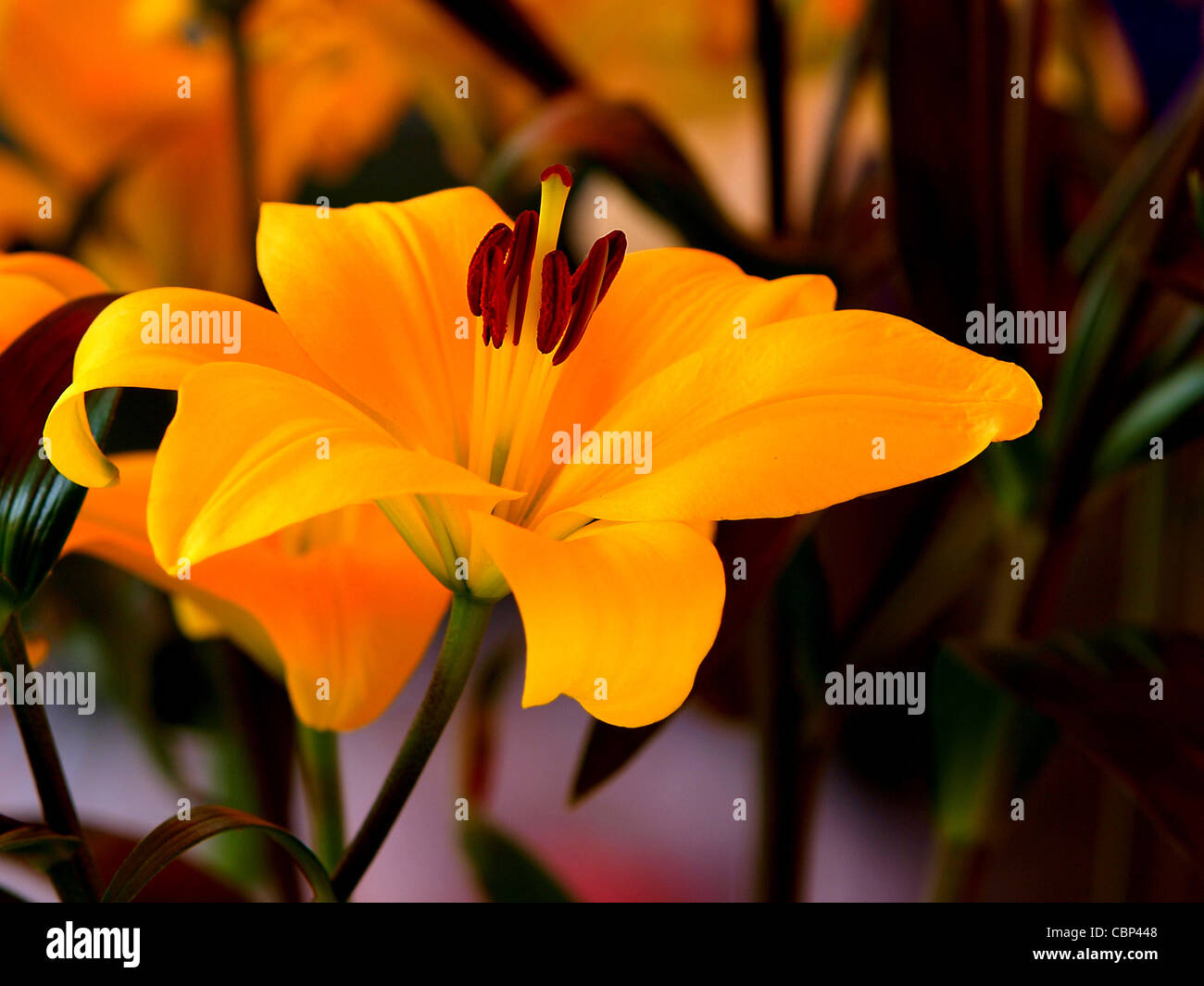 yellow lily flower on open market Stock Photo - Alamy