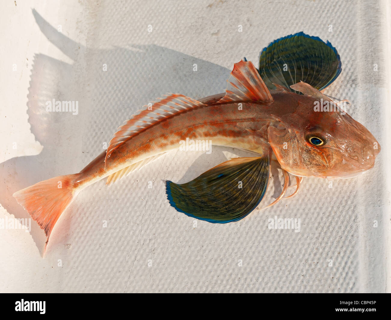alive red fish on the boat Stock Photo - Alamy