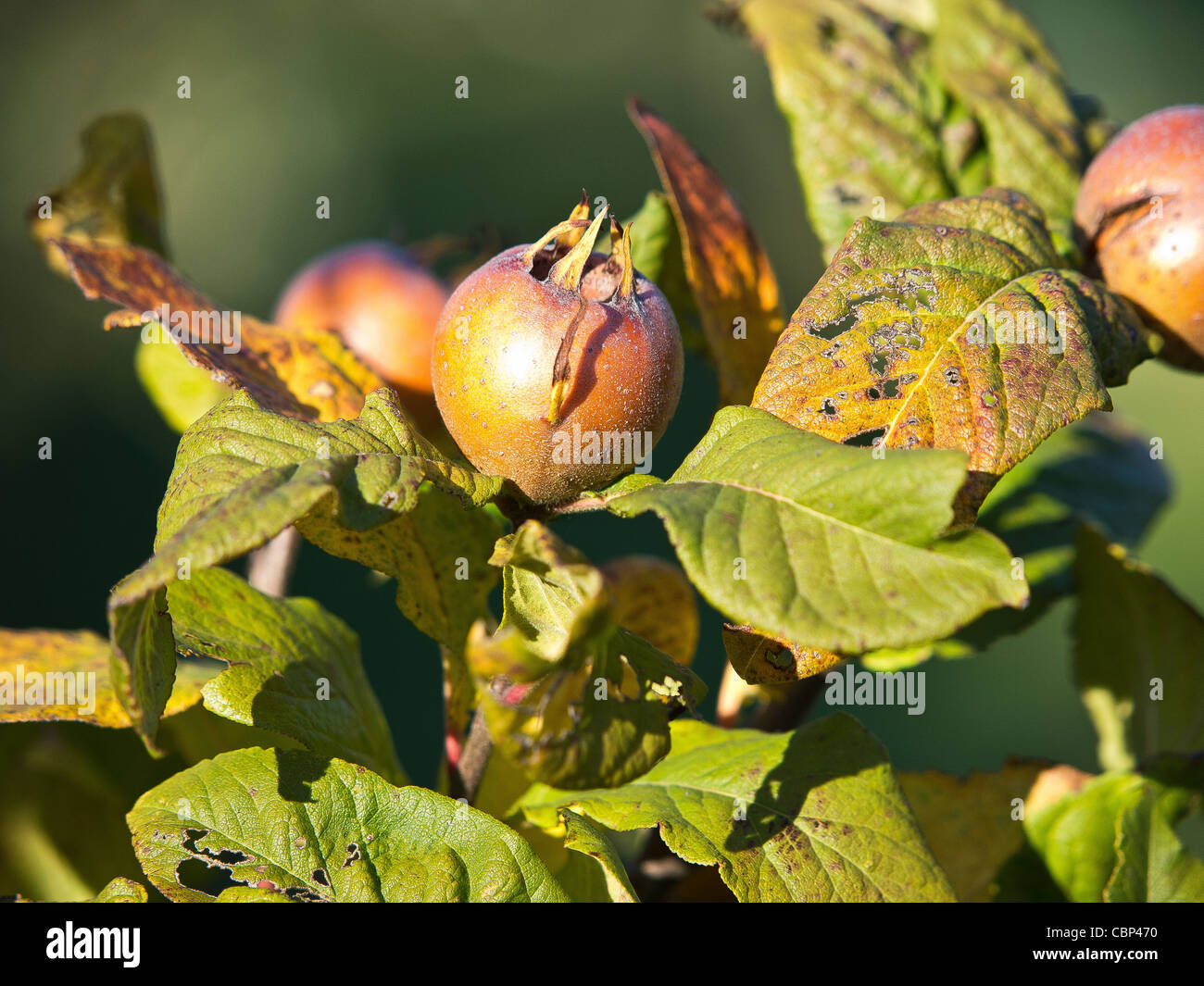 medlar tree with fresh fruits Stock Photo - Alamy