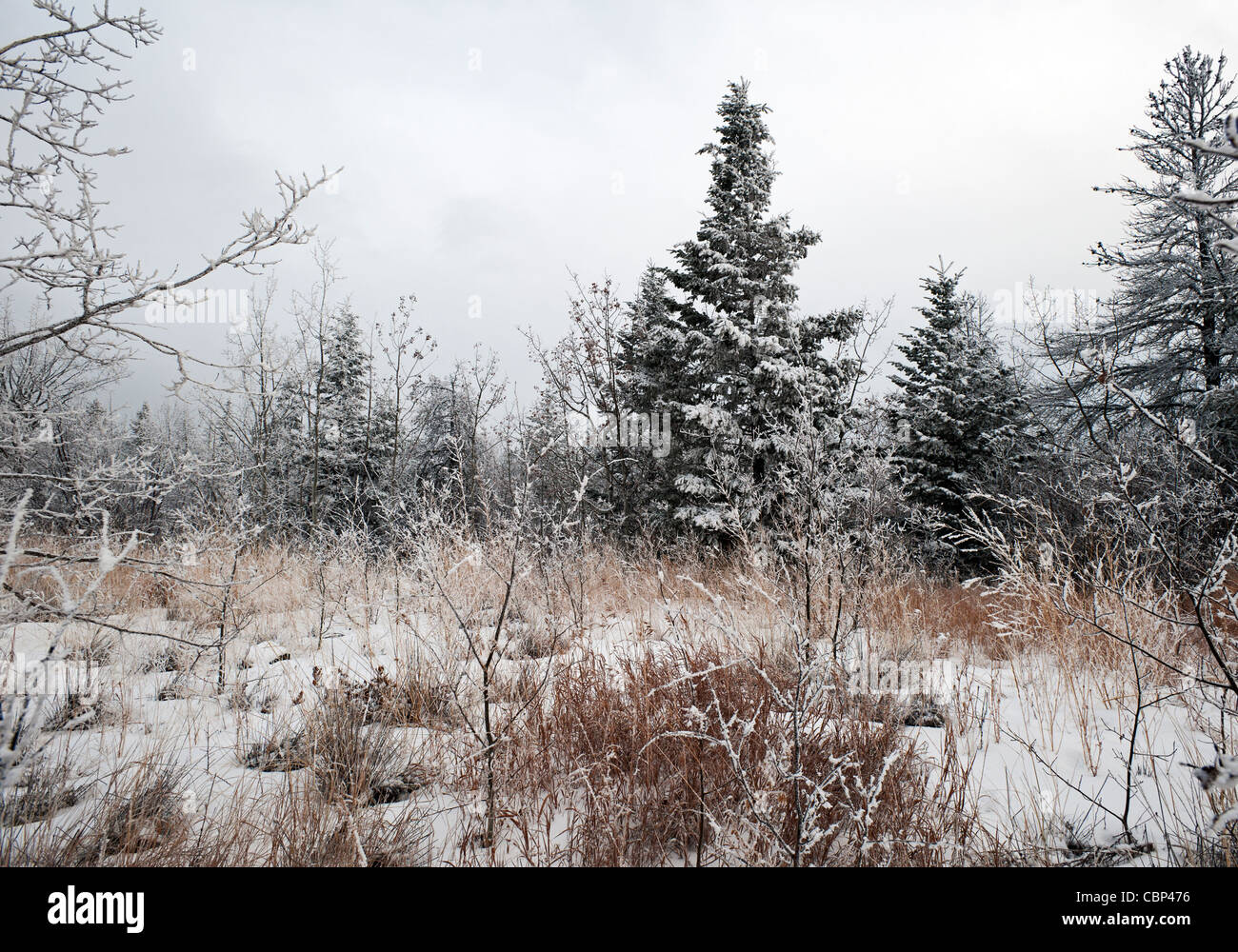 Winter scene in a forest Stock Photo - Alamy