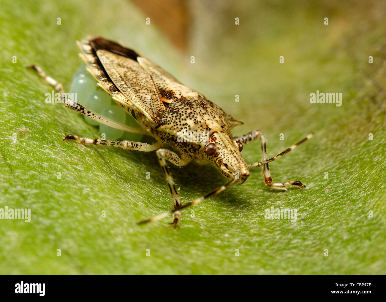 shield bug protecting its eggs Stock Photo - Alamy