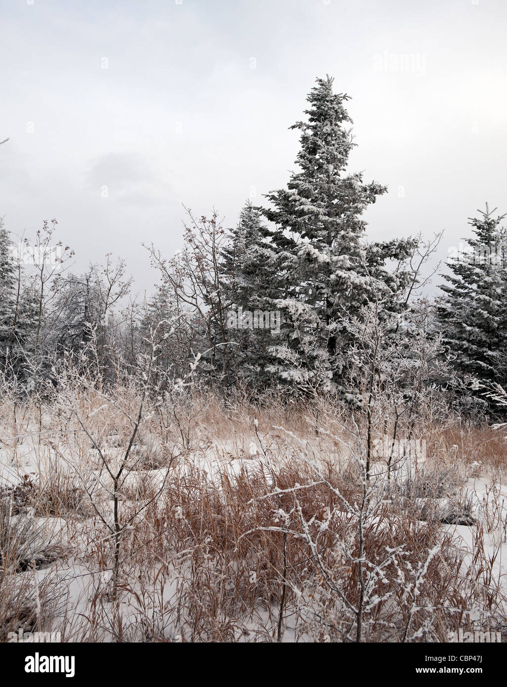 Winter scene in a forest Stock Photo - Alamy