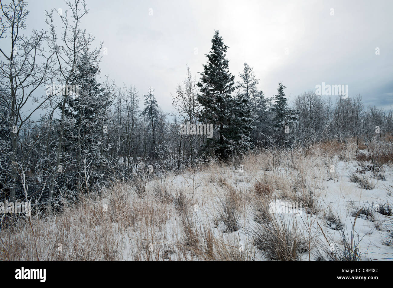 Winter scene in a forest Stock Photo - Alamy