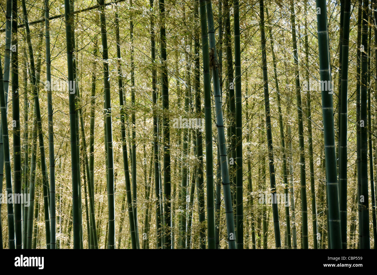 Background of a sunlit green japanese bamboo forest Stock Photo - Alamy