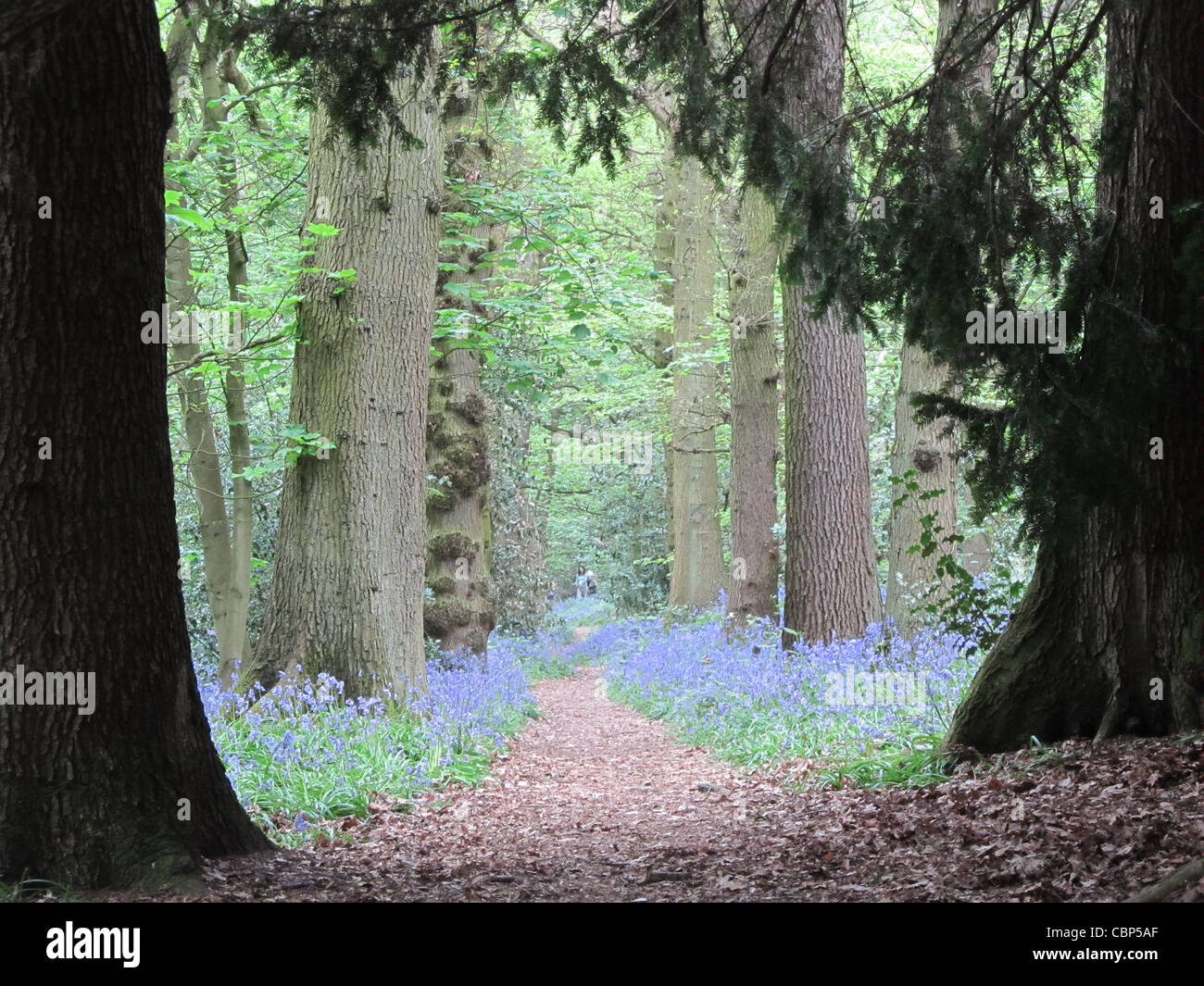Tree tunnel hi-res stock photography and images - Alamy
