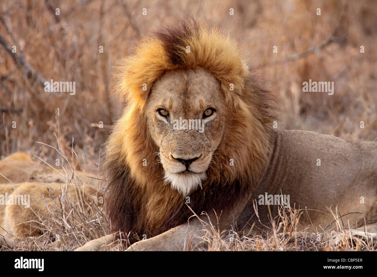 Lion panthera leo looking straight hi-res stock photography and images ...