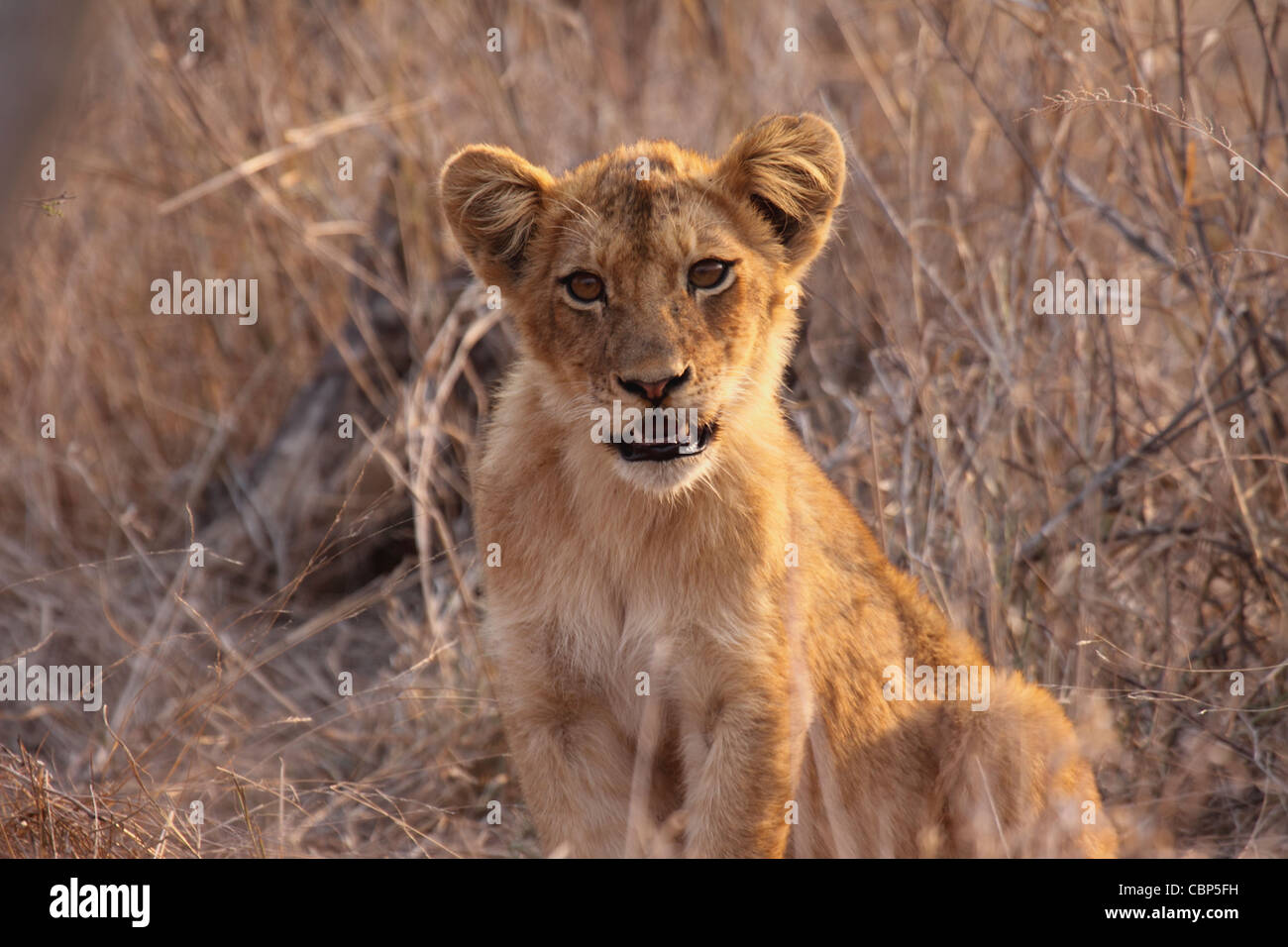 Lion panthera leo looking straight hi-res stock photography and images ...