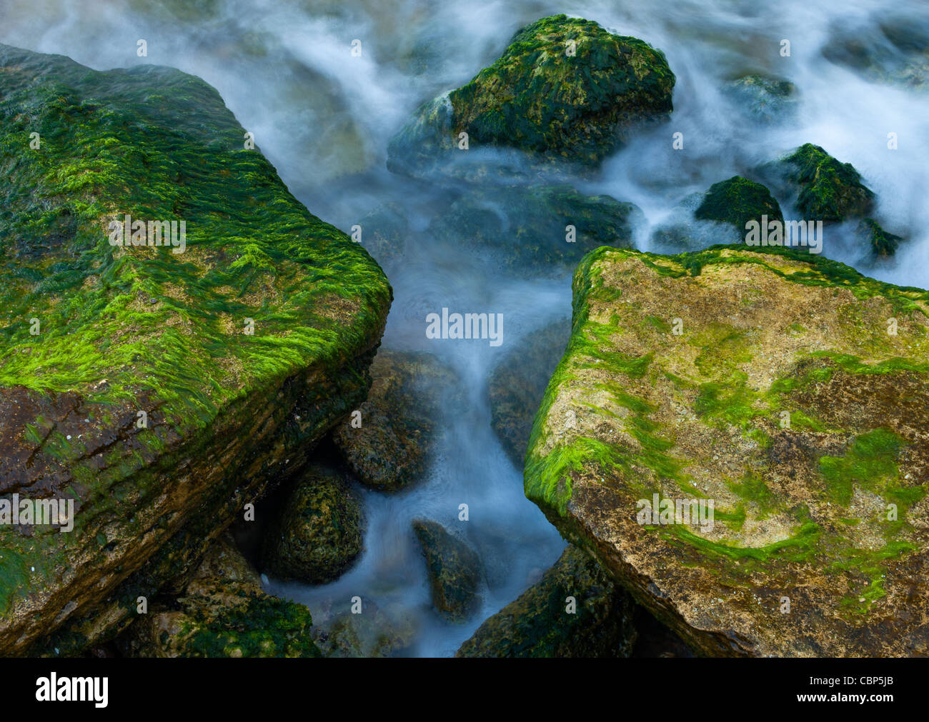 Peaceful rocks and weed at sea coast background Stock Photo - Alamy