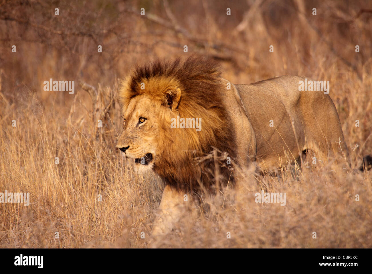 Male lion stalking in hi-res stock photography and images - Alamy
