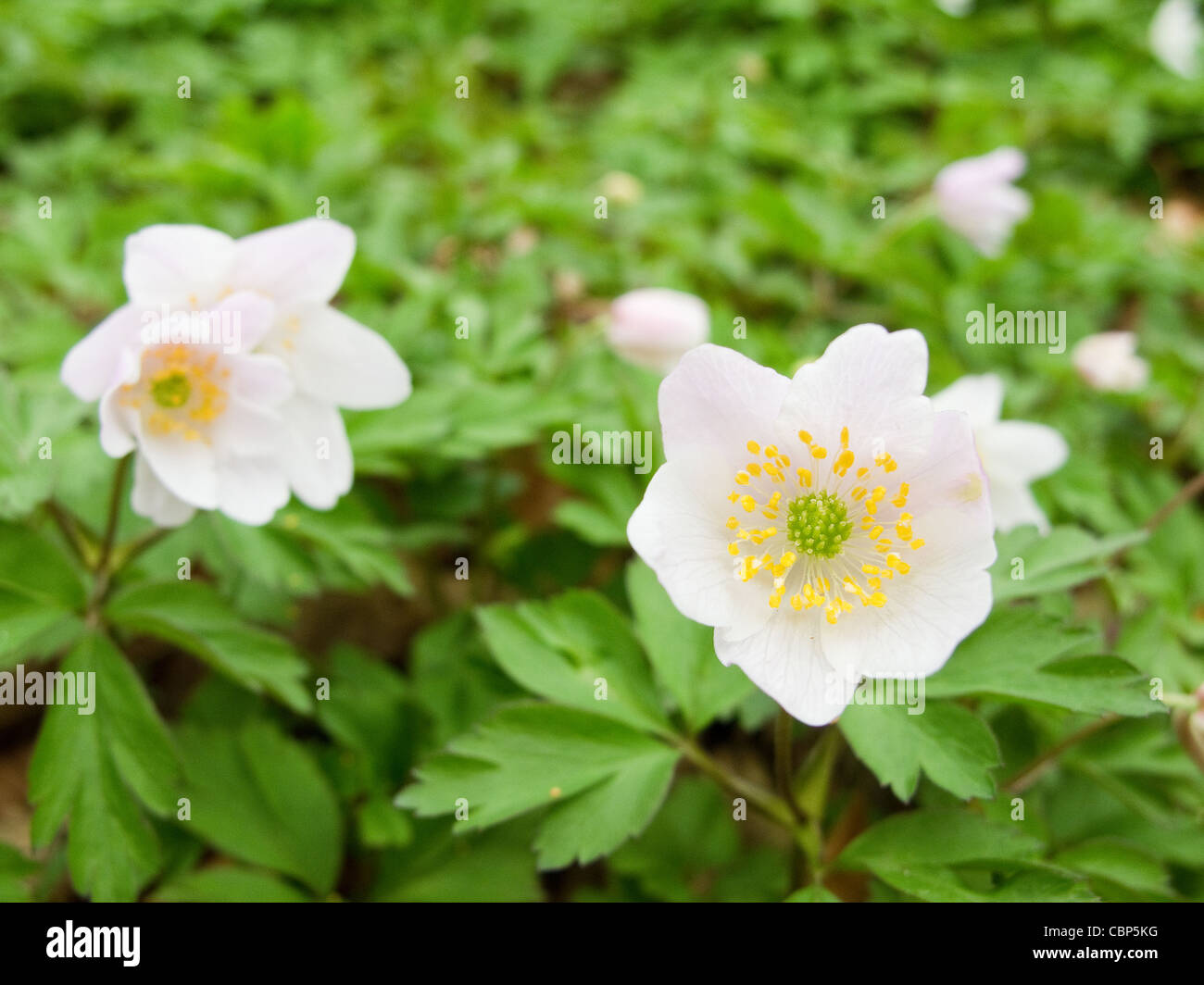 Anemone leaves hi-res stock photography and images - Alamy