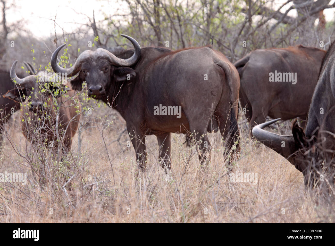 African buffalo bull with herd Stock Photo - Alamy