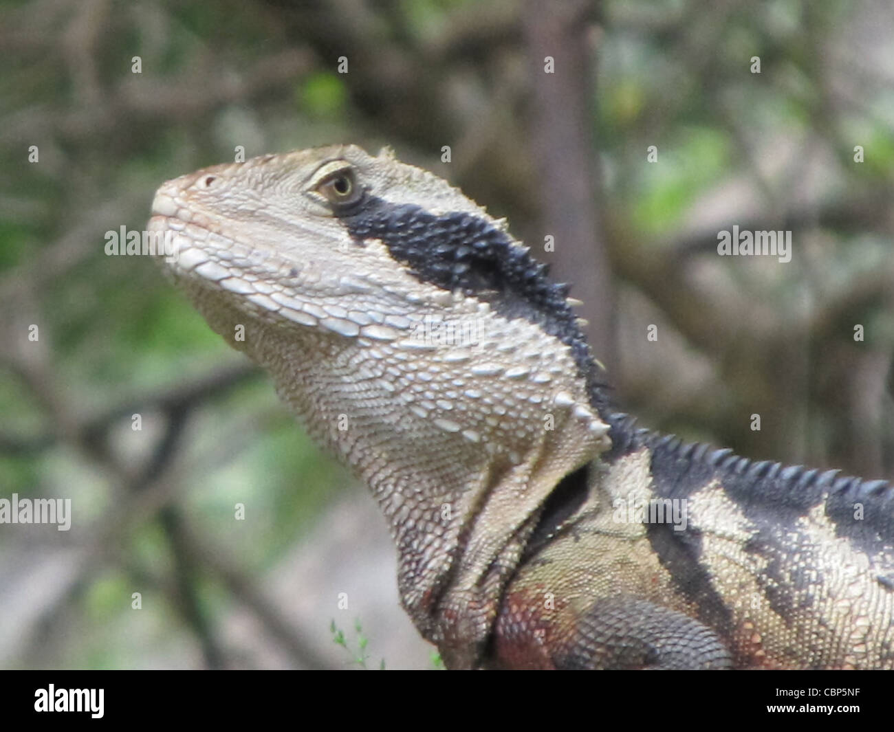 Water dragon sunning it Stock Photo - Alamy