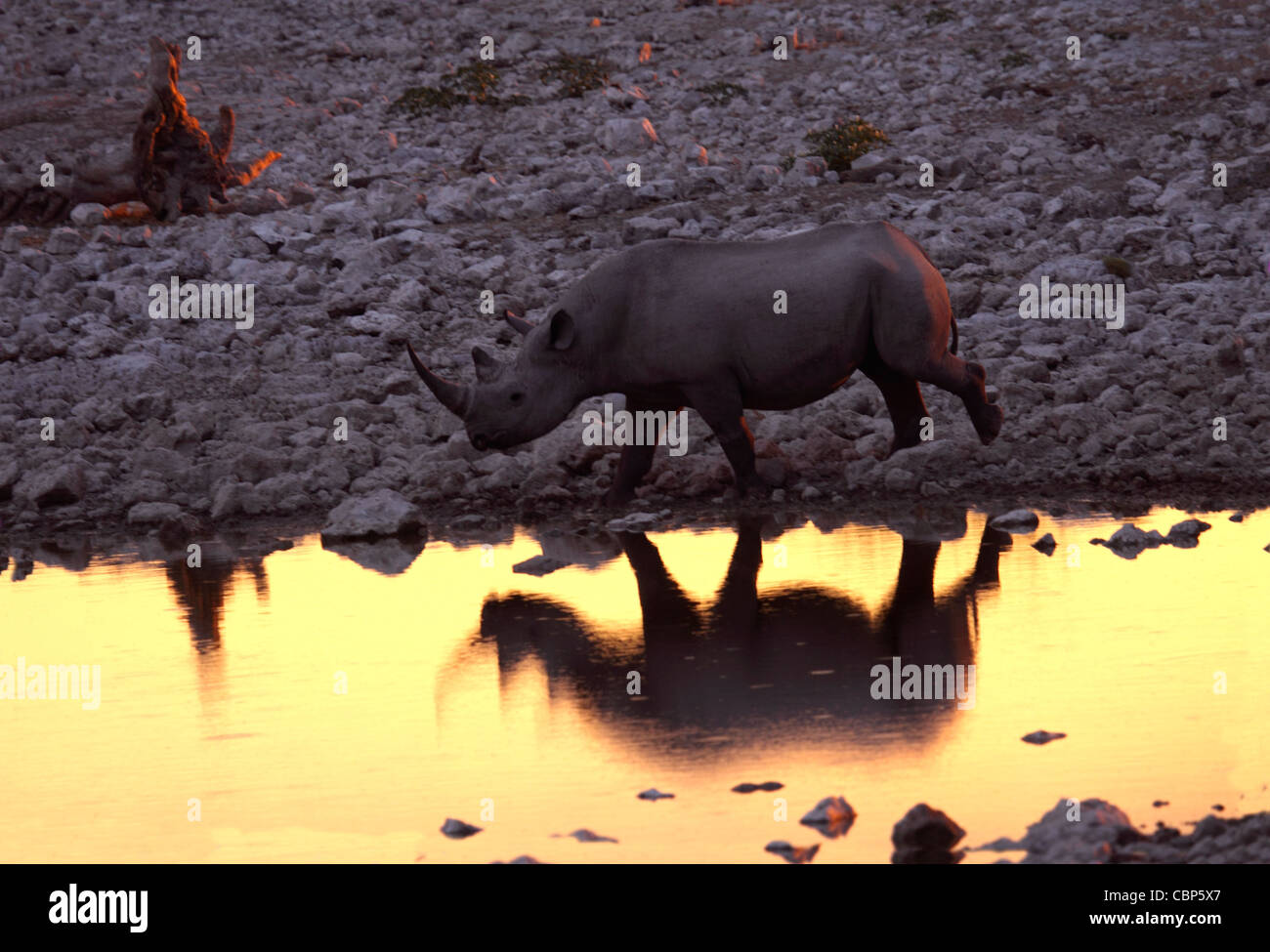 Black rhinoceros diceros bicornis waterhole hi-res stock photography ...