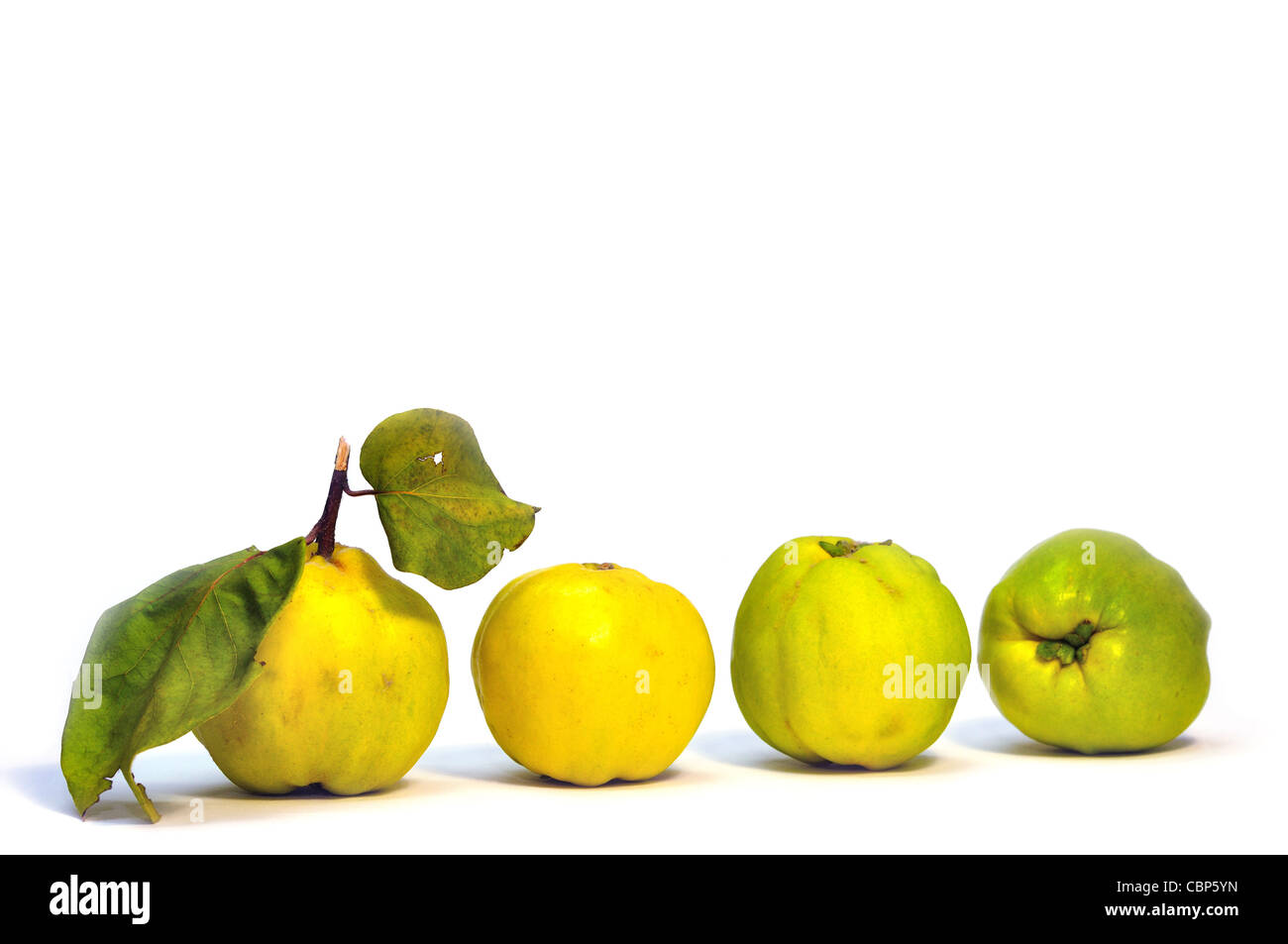 Four ripe quince fruit on white background Stock Photo - Alamy