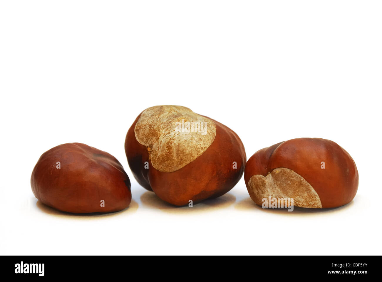 Three ripe chestnut fruit on white background Stock Photo - Alamy