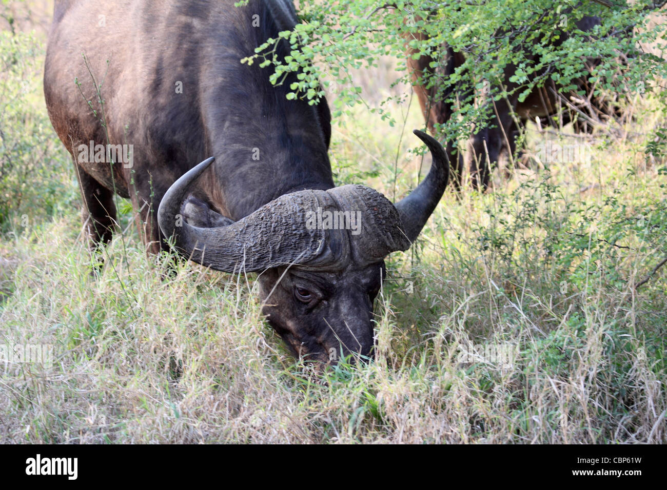 Buffalo male hi-res stock photography and images - Alamy