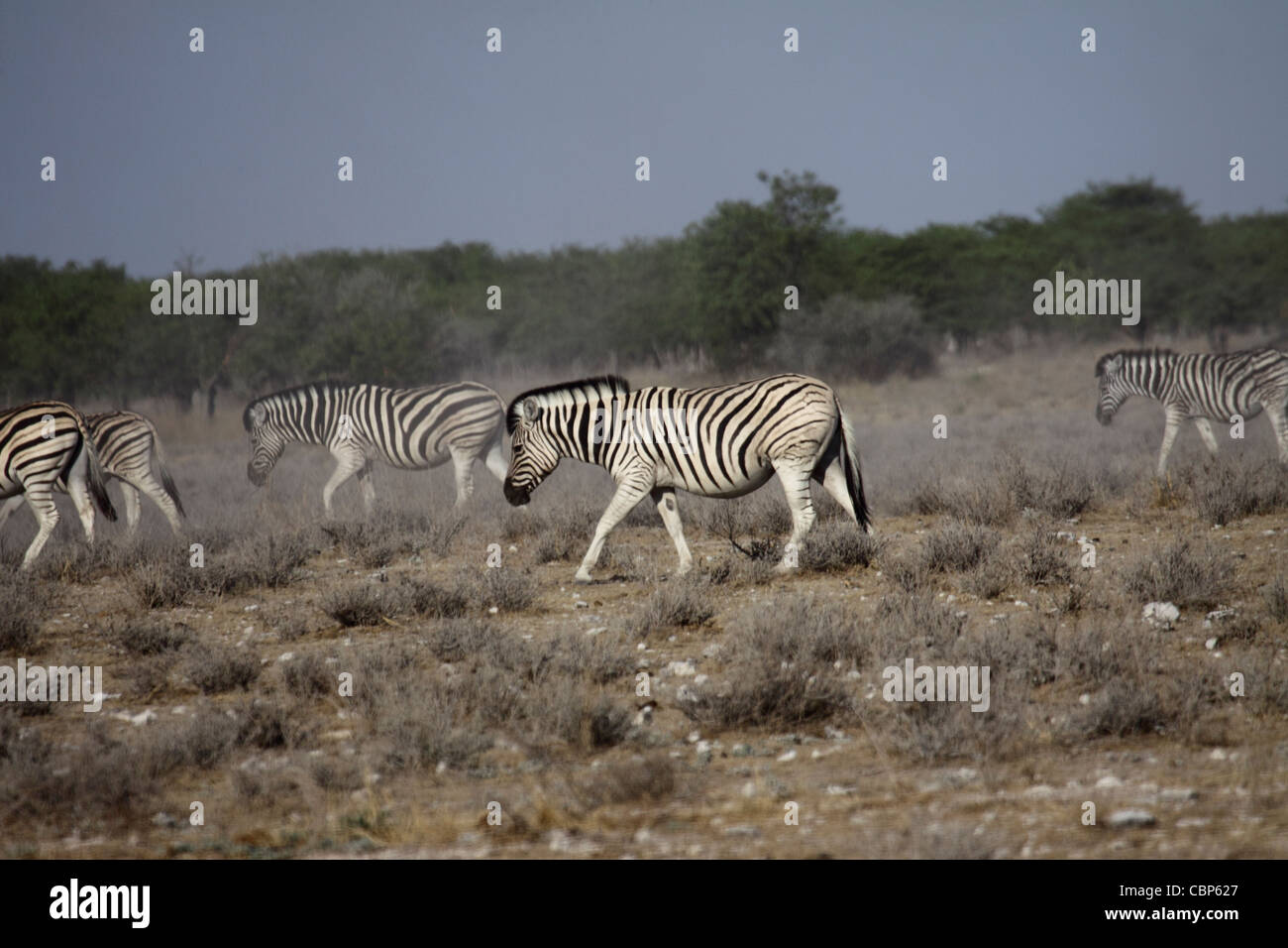 Plains zebra herd walking on dusty plain Stock Photo - Alamy