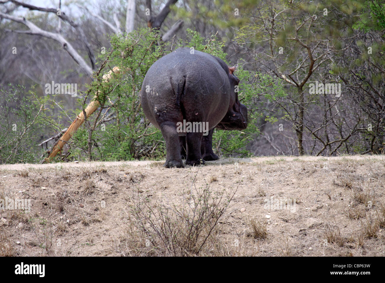 Hippopotamus rear view Stock Photo - Alamy
