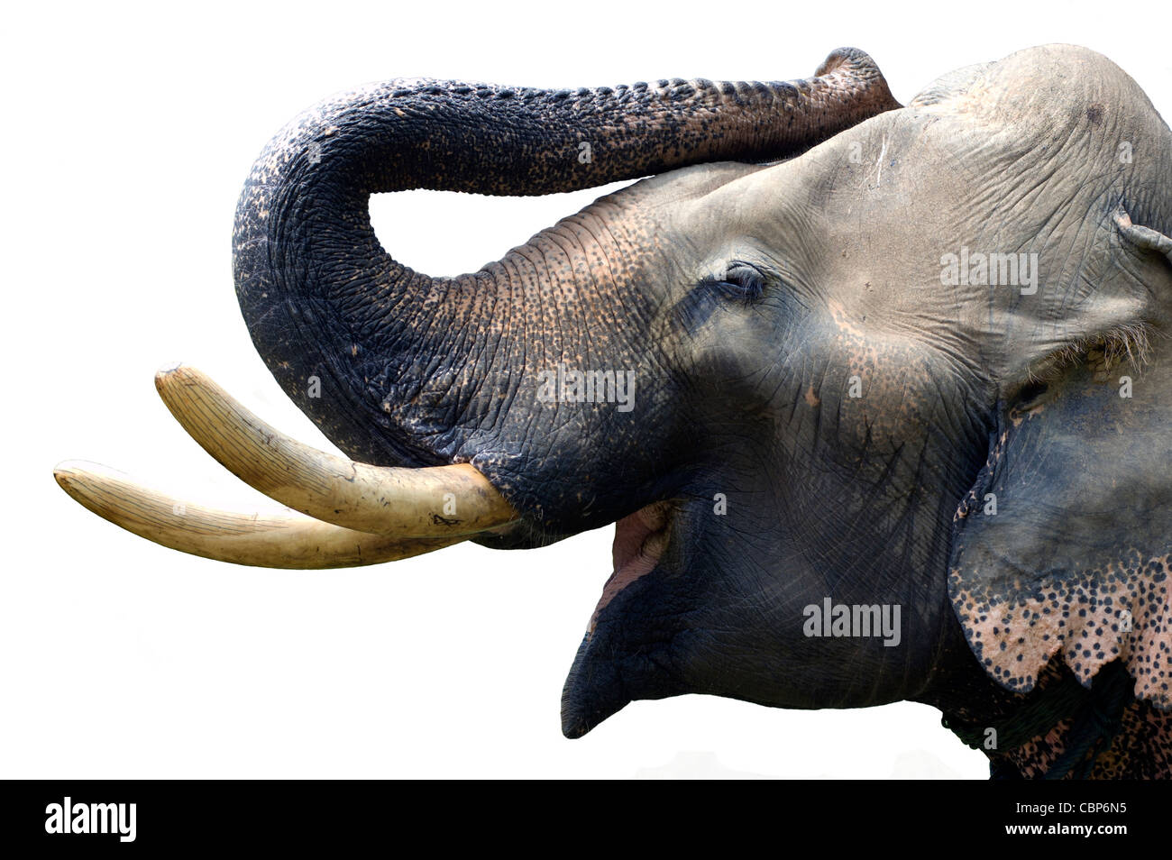 Elephant head isolated on white background Stock Photo - Alamy