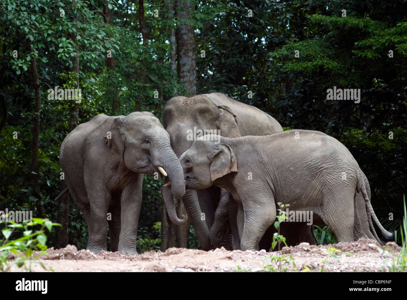 A group of three elephants playing together Stock Photo - Alamy