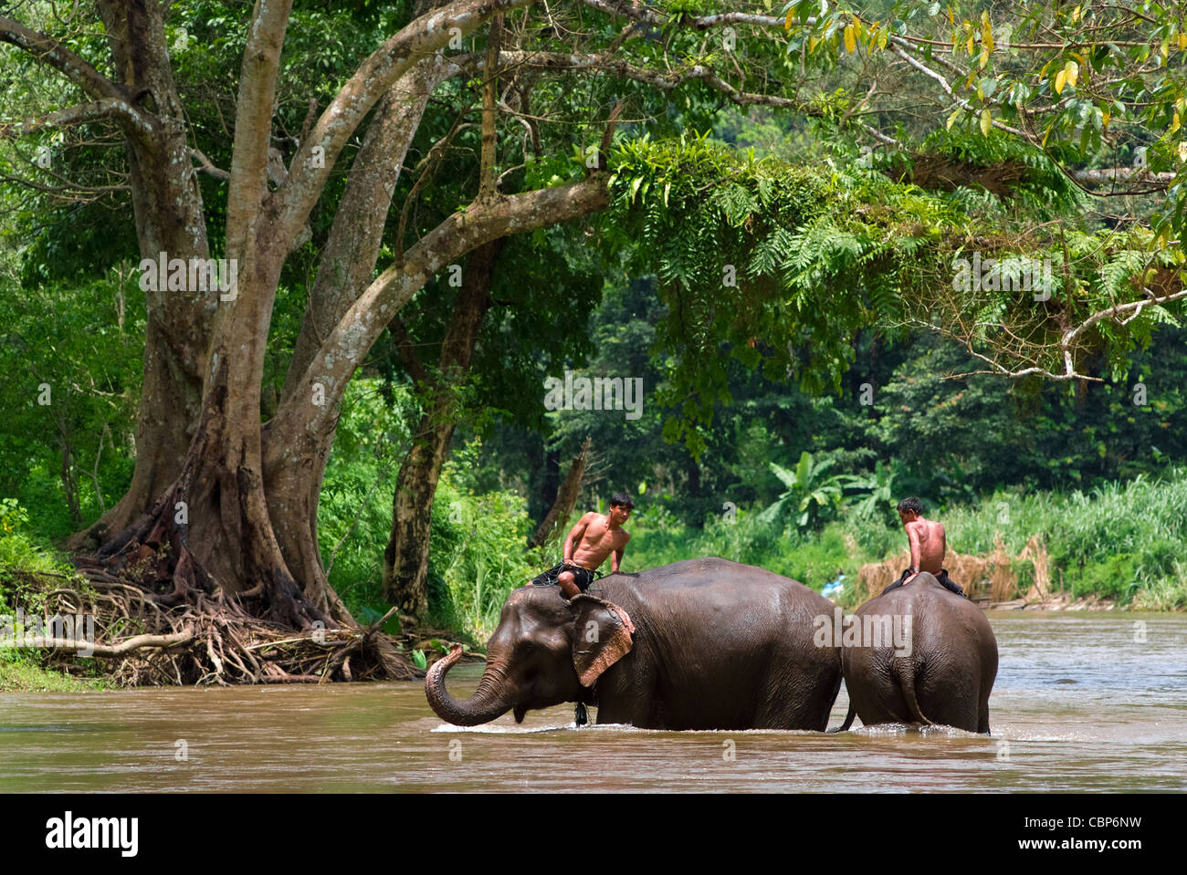 Two villagers ride elephants in Sangklaburi, Kanchanaburi, Thailand ...