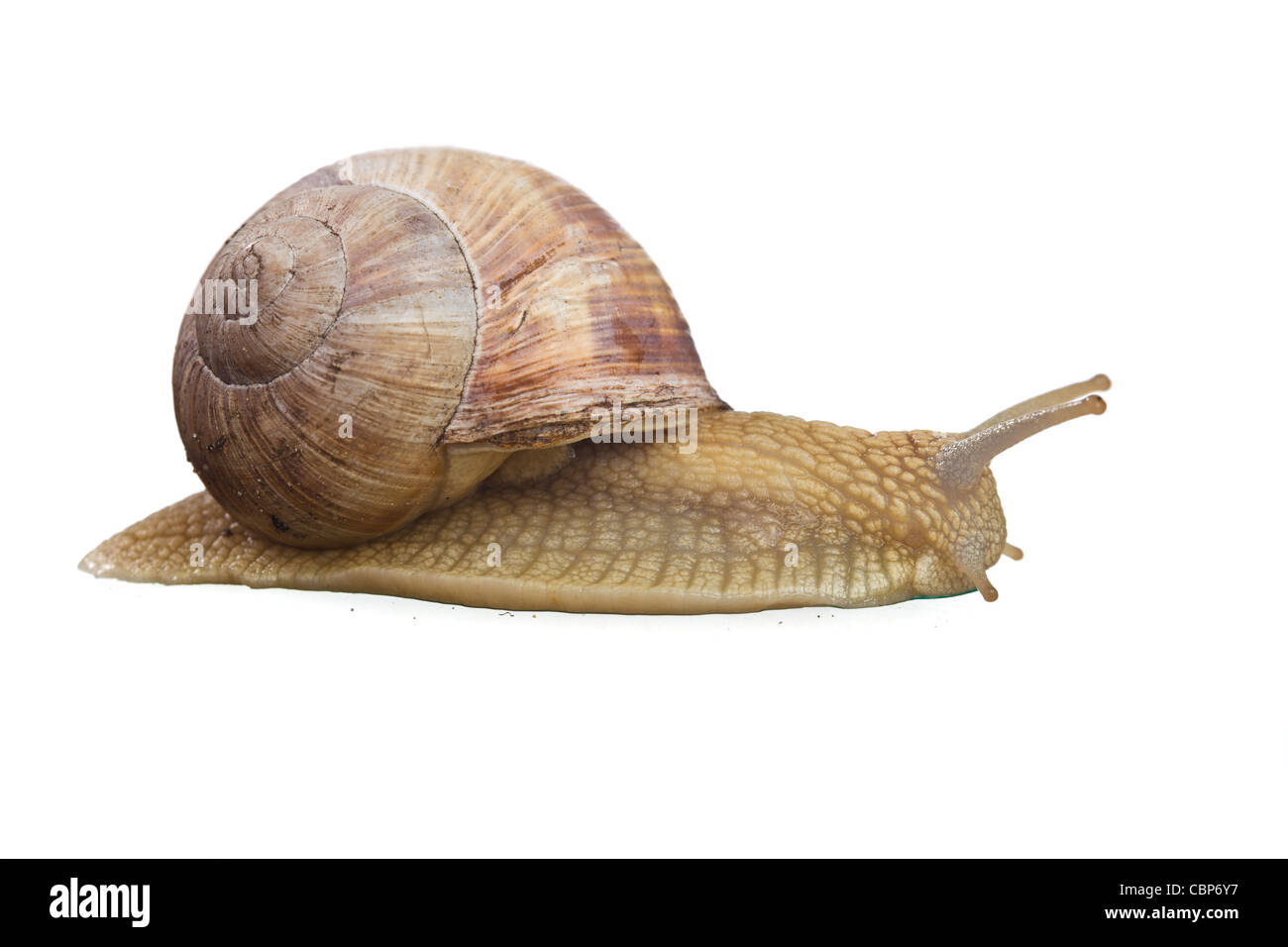 garden Snail isolated on white background Stock Photo - Alamy