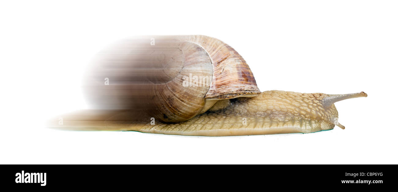 garden Snail isolated on white background Stock Photo - Alamy