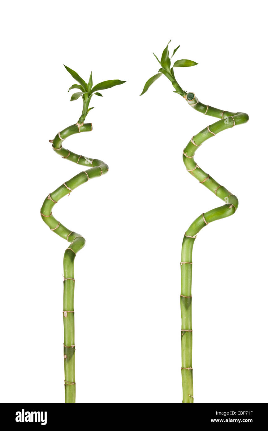Bamboo isolated on White background Stock Photo - Alamy